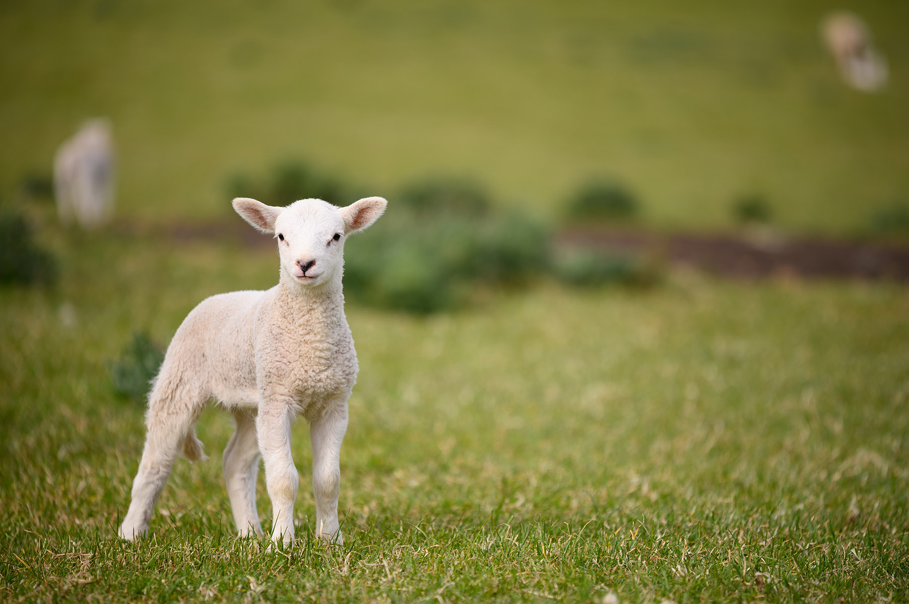 How to Raise Lambs: “Bummer” Lamb Care – Mother Earth News
